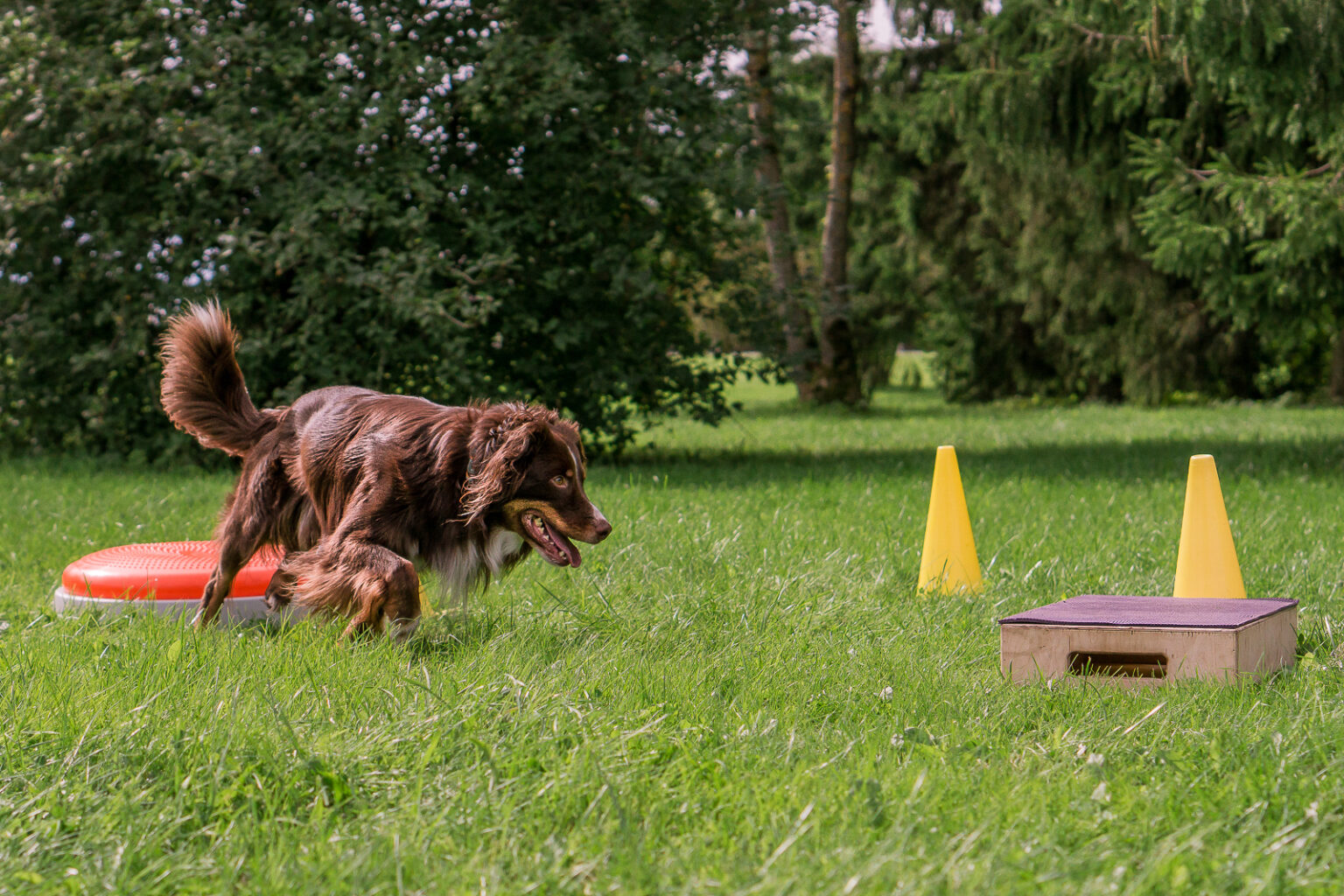 The Moving Canine - The creator of Movement Puzzles™ for dogs