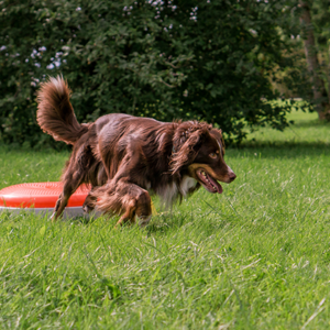 The Moving Canine - The creator of Movement Puzzles for dogs